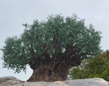 DiVine Is Back At Disney’s Animal Kingdom – World Of Walt